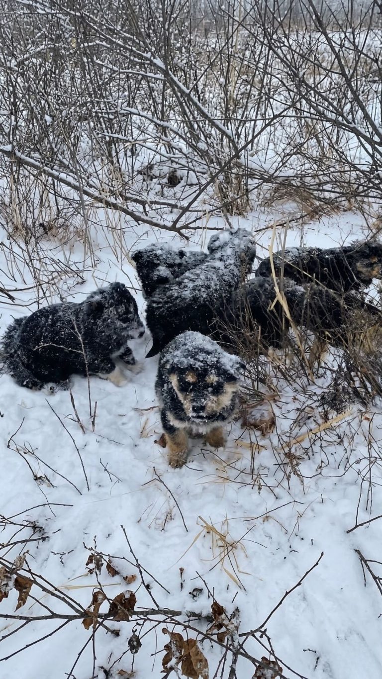Left to Freeze in a Mountain Cave: 7 Orphaned Puppies Waited for a ...