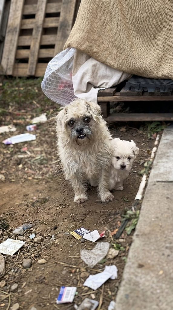 A Stray Mother's Desperate Secret Hidden In The Freezing Alleyway ...