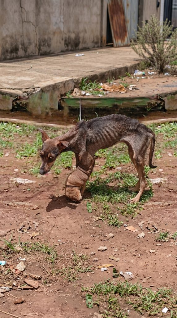 The Weight of a Broken Promise: A Forgotten Dog's Silent Vigil at an ...